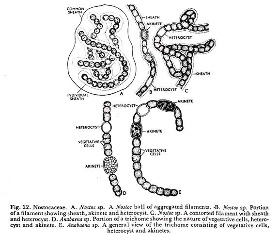 Morphology Of Nostoc With Diagram Algae