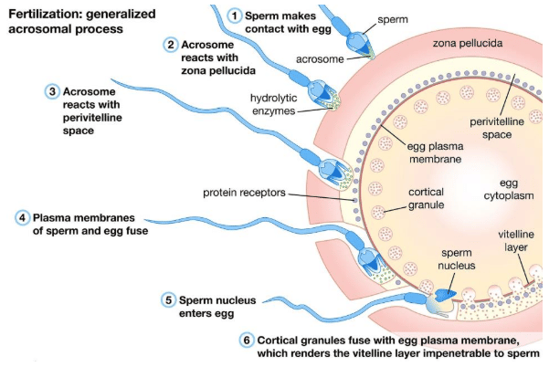 Fertilization - Human Reproduction - Class 12 PDF Download