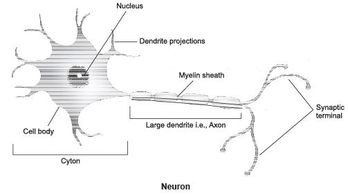NCERT Solutions for Class 9 Science Chapter 6 - Tissues
