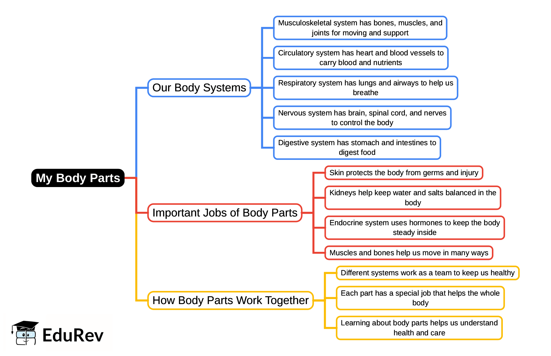 My Body Parts Mind Map - LKG PDF Download