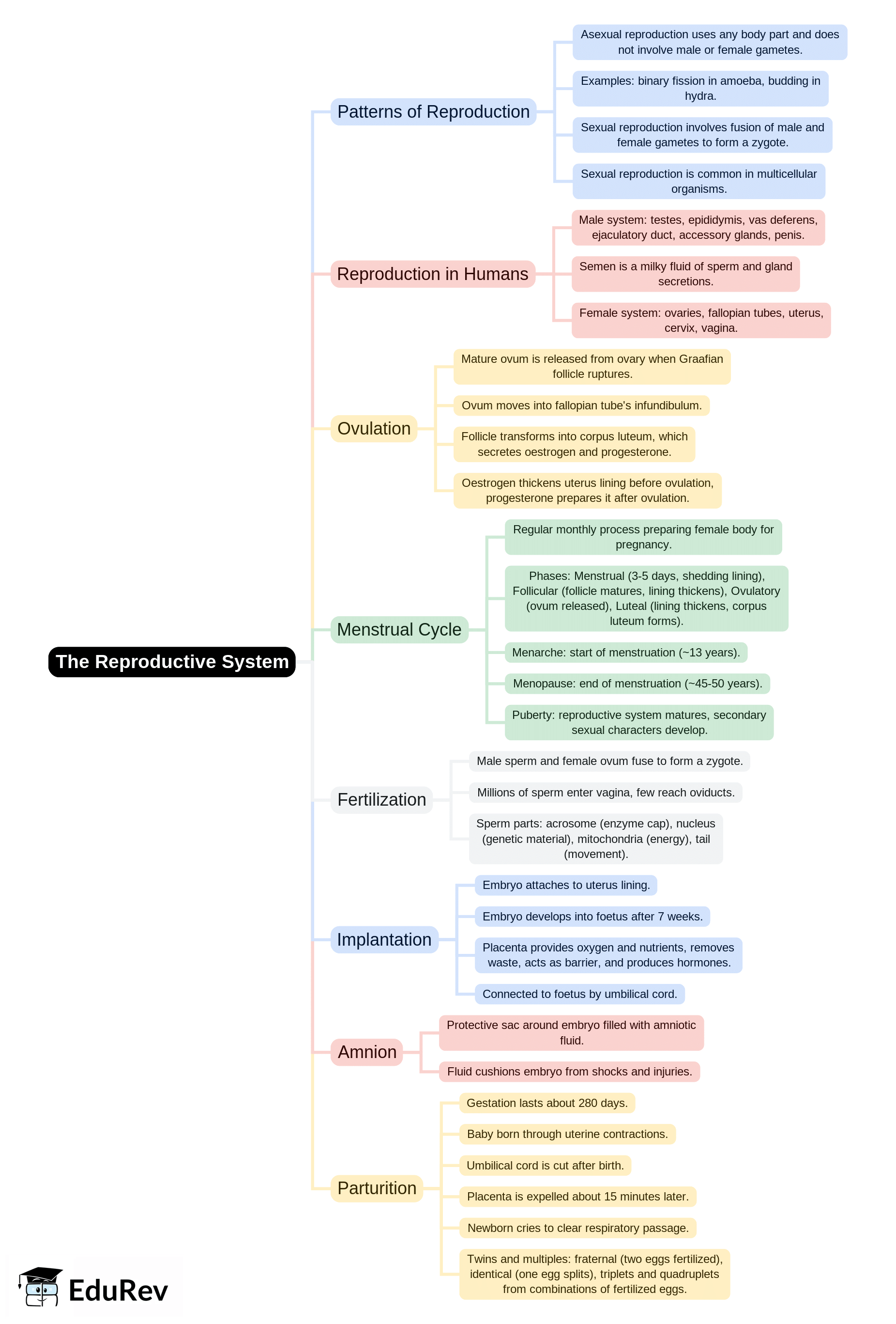 Mind Map: The Reproductive System PDF Download