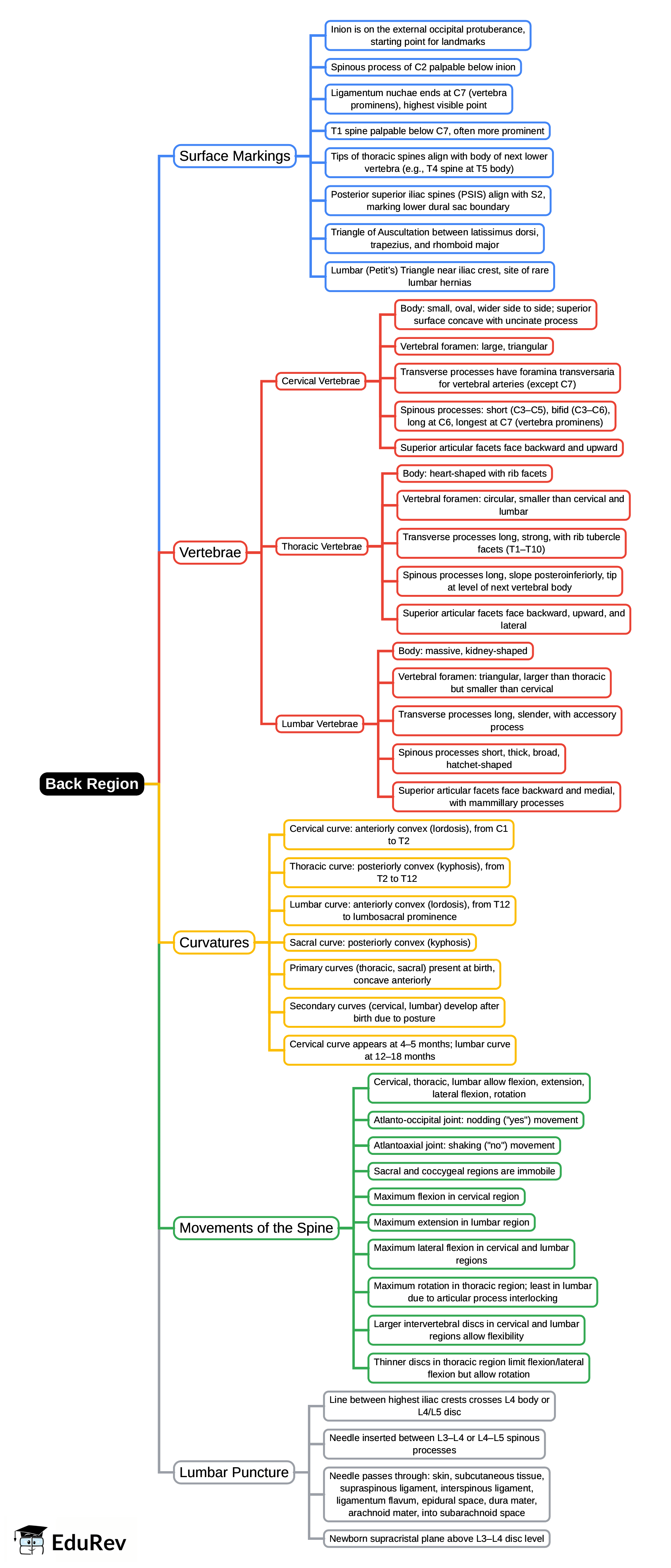 Mind Map: Back Region - Anatomy - NEET PG PDF Download