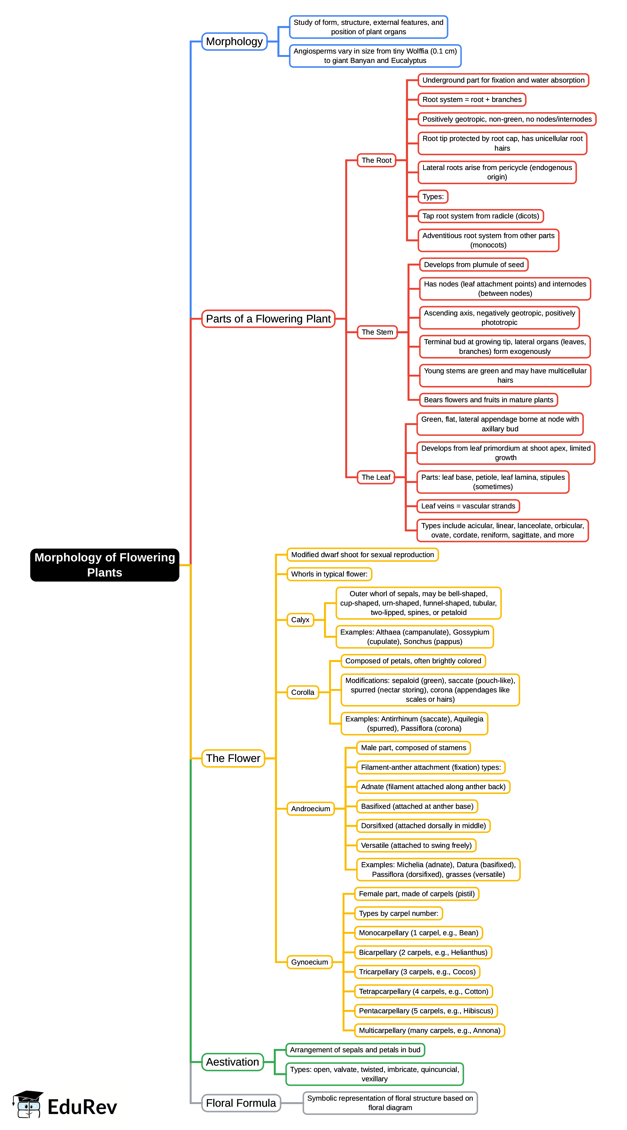 Mind Map: Morphology of Flowering Plants - NEET PDF Download