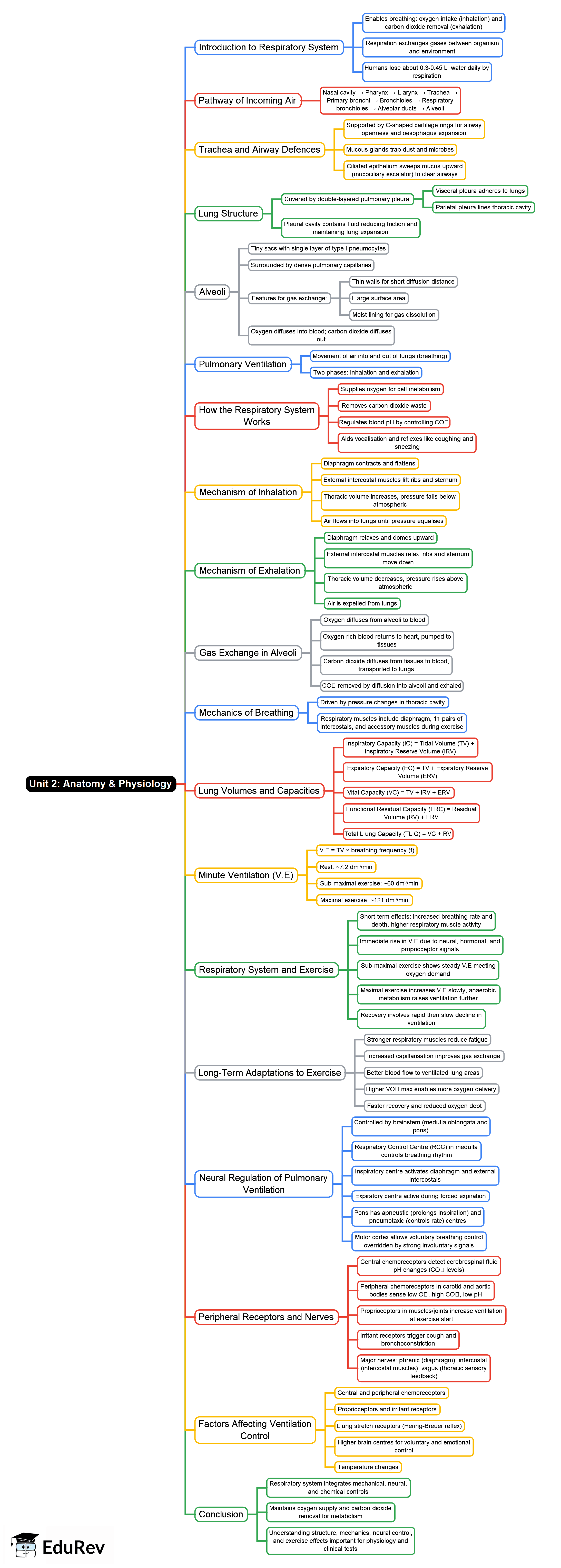 Mind Map: Respiratory System: Part - 2 - Physical Education for UGC NET ...