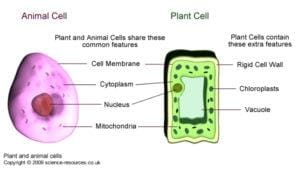 Revision Notes Tissues Plant And Animal Tissues - Biology Class 9 ICSE