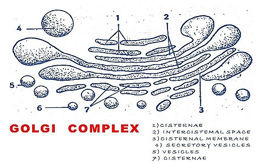 GOLGI COMPLEX –STRUCTURE-FUNCTION - NEET PDF Download