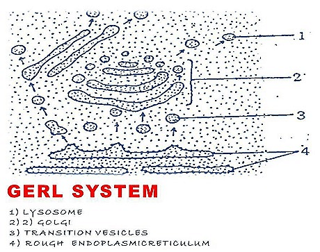 GOLGI COMPLEX –STRUCTURE-FUNCTION - NEET PDF Download