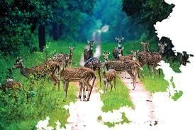Chhattisgarh Forests, Vegetation, Wildlife, and Ecotourism - Chhattisgarh