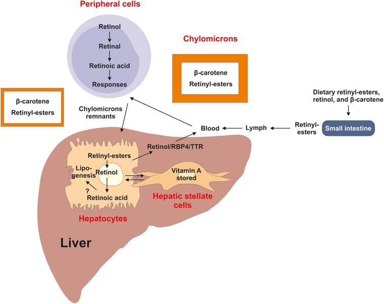 Vitamins and Minerals Chapter Notes - Biochemistry - NEET PG PDF Download