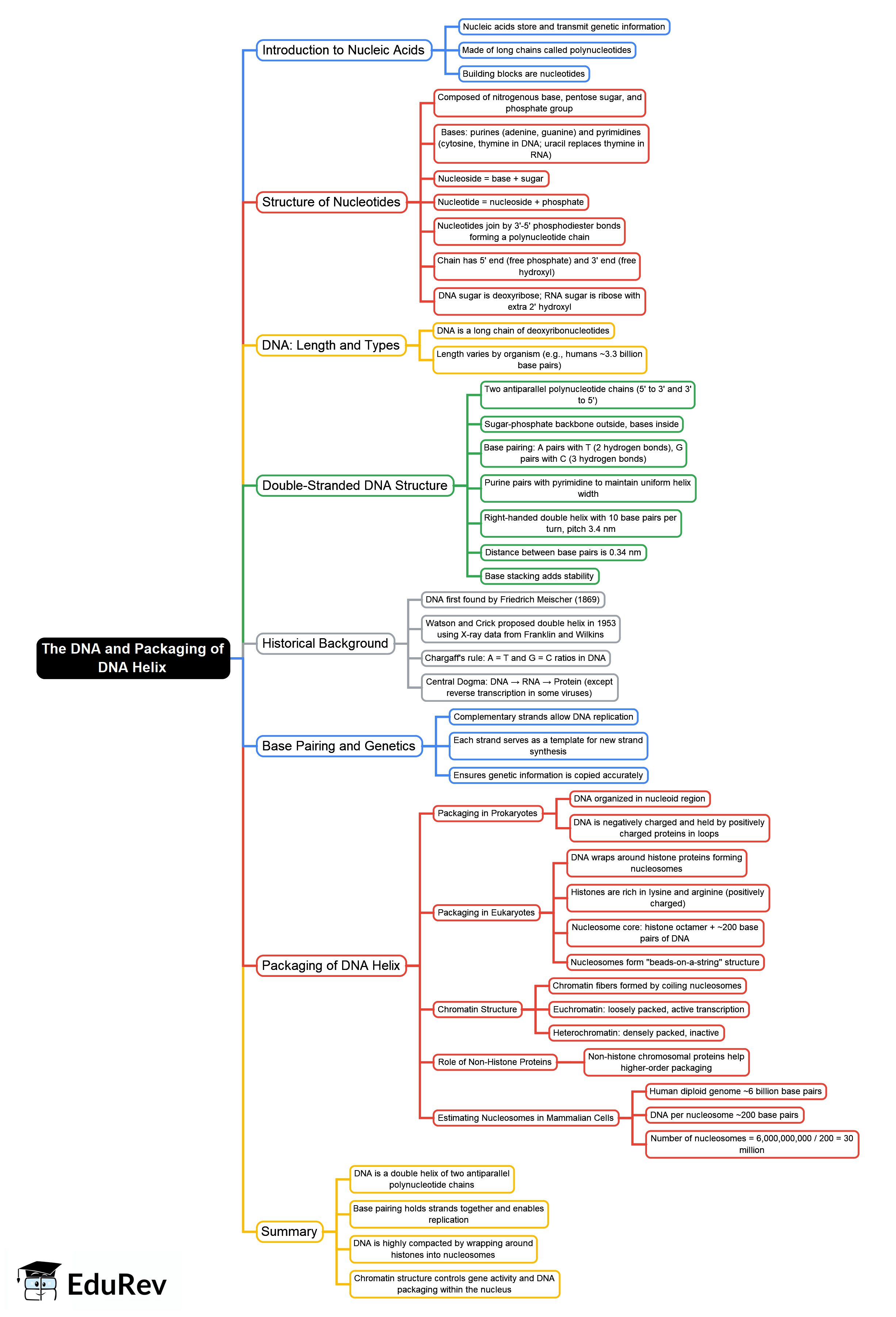 The DNA and Packaging of DNA Helix Mind Map - Grade 9 PDF Download