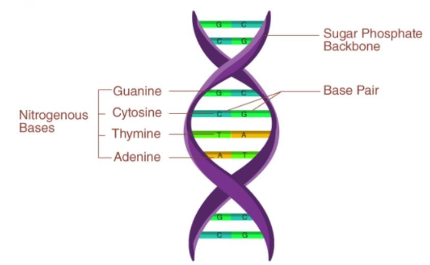 Structure and Organization of DNA Chapter Notes - Biochemistry - NEET ...