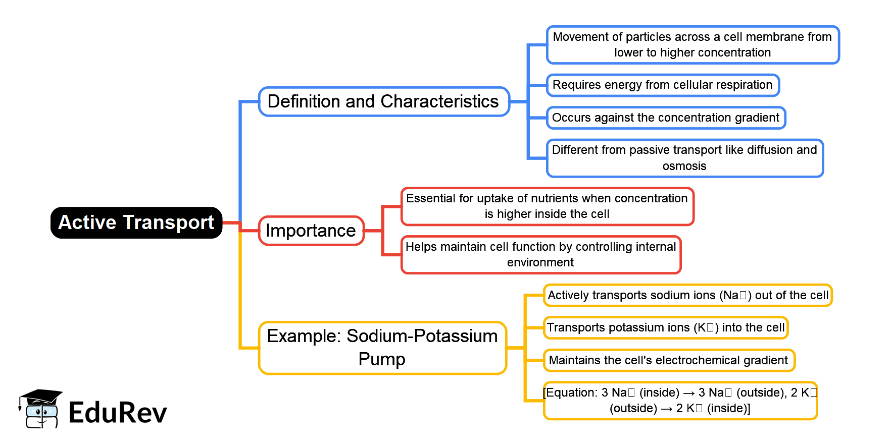 Active Transport Mind Map - Class 10 PDF Download