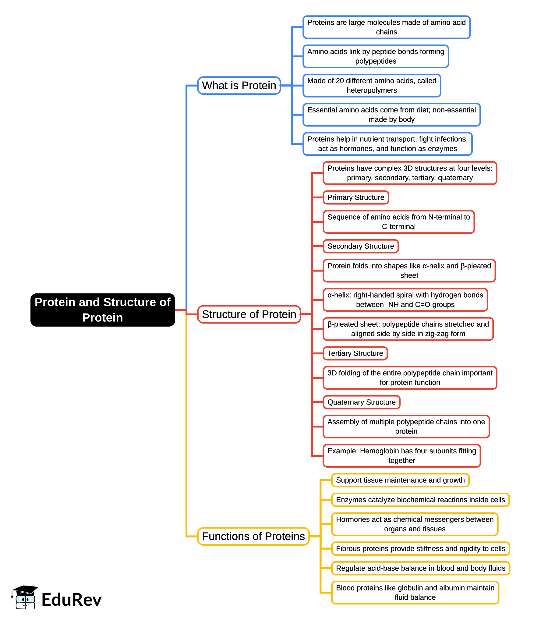 Mind Map: Protein and Structure of Protein - MCAT PDF Download