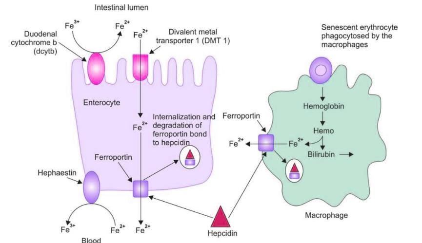 Vitamins and Minerals Chapter Notes - Biochemistry - NEET PG PDF Download