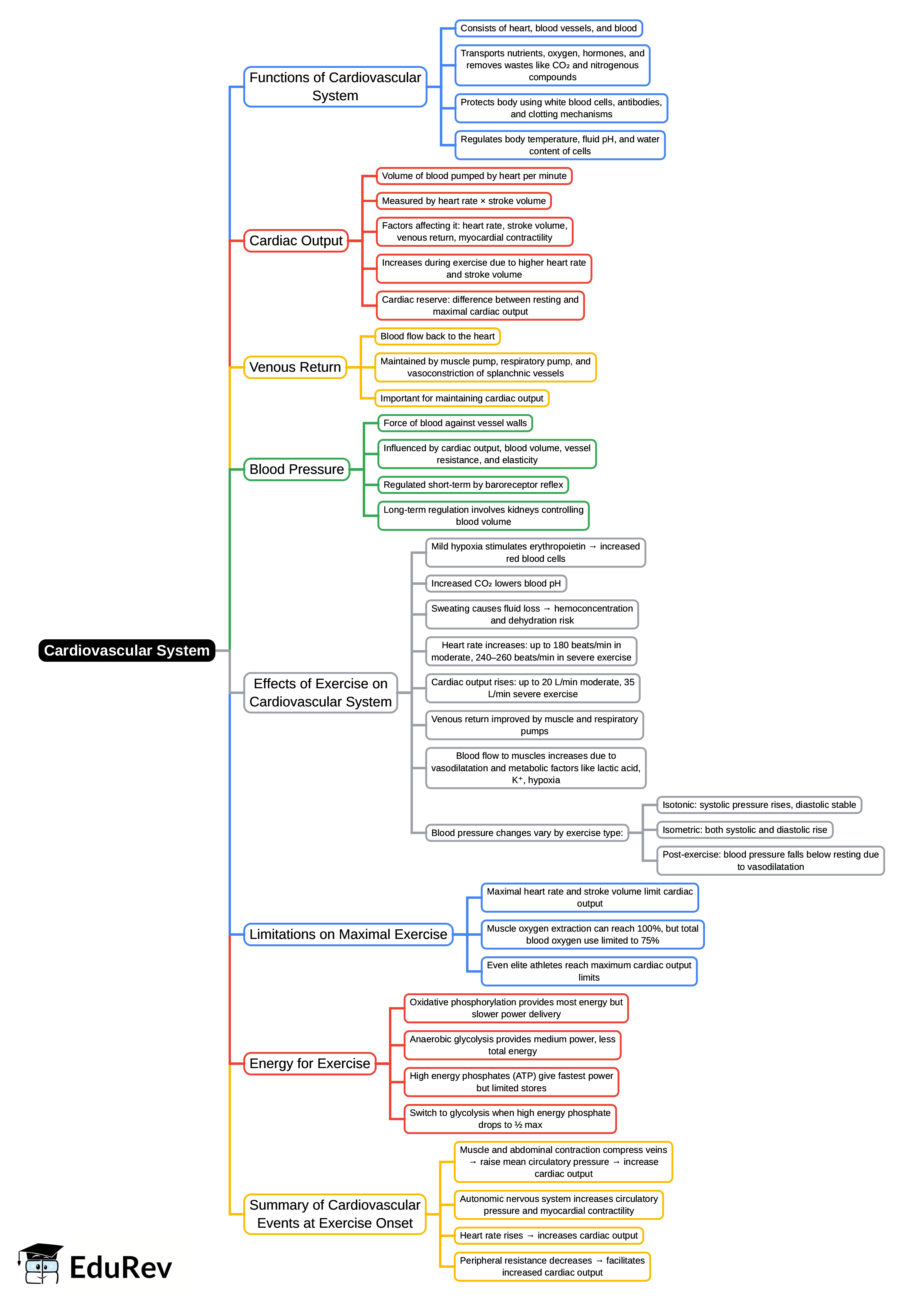 Mind Map: Cardiovascular System - UPSC PDF Download