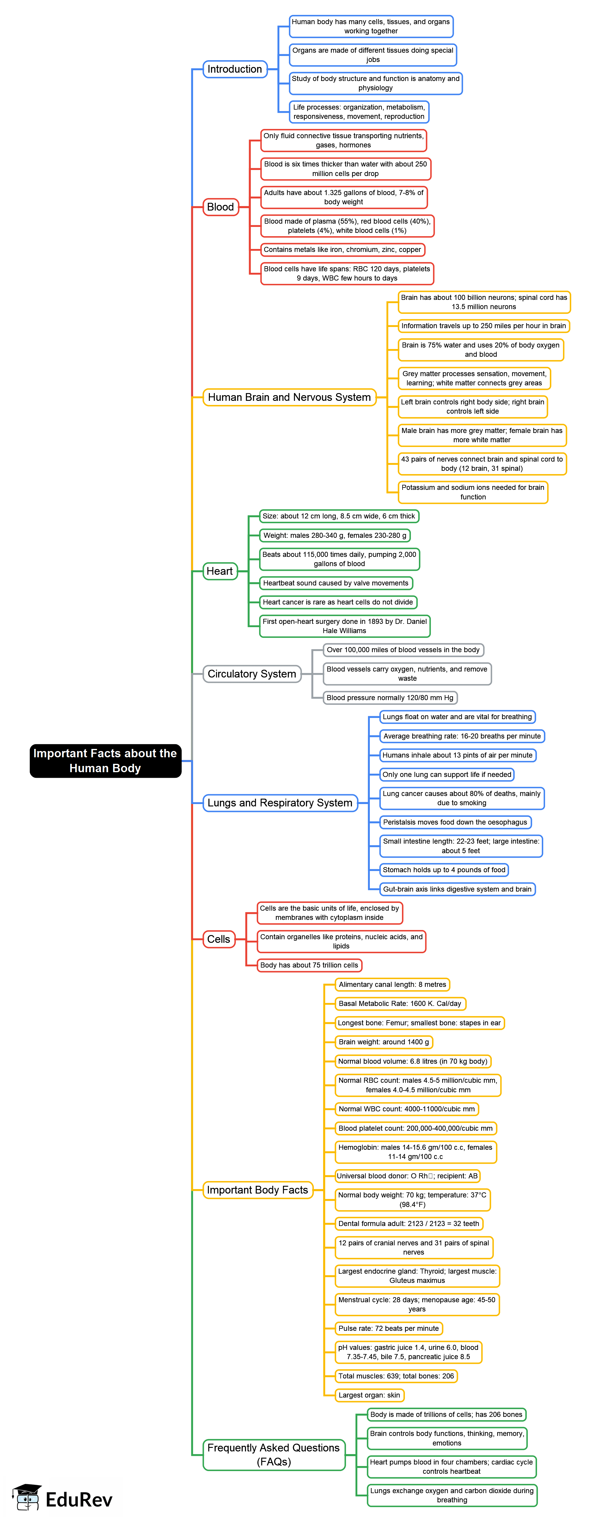 Important Facts about the Human Body Mind Map - DSSSB TGT/PGT/PRT General
