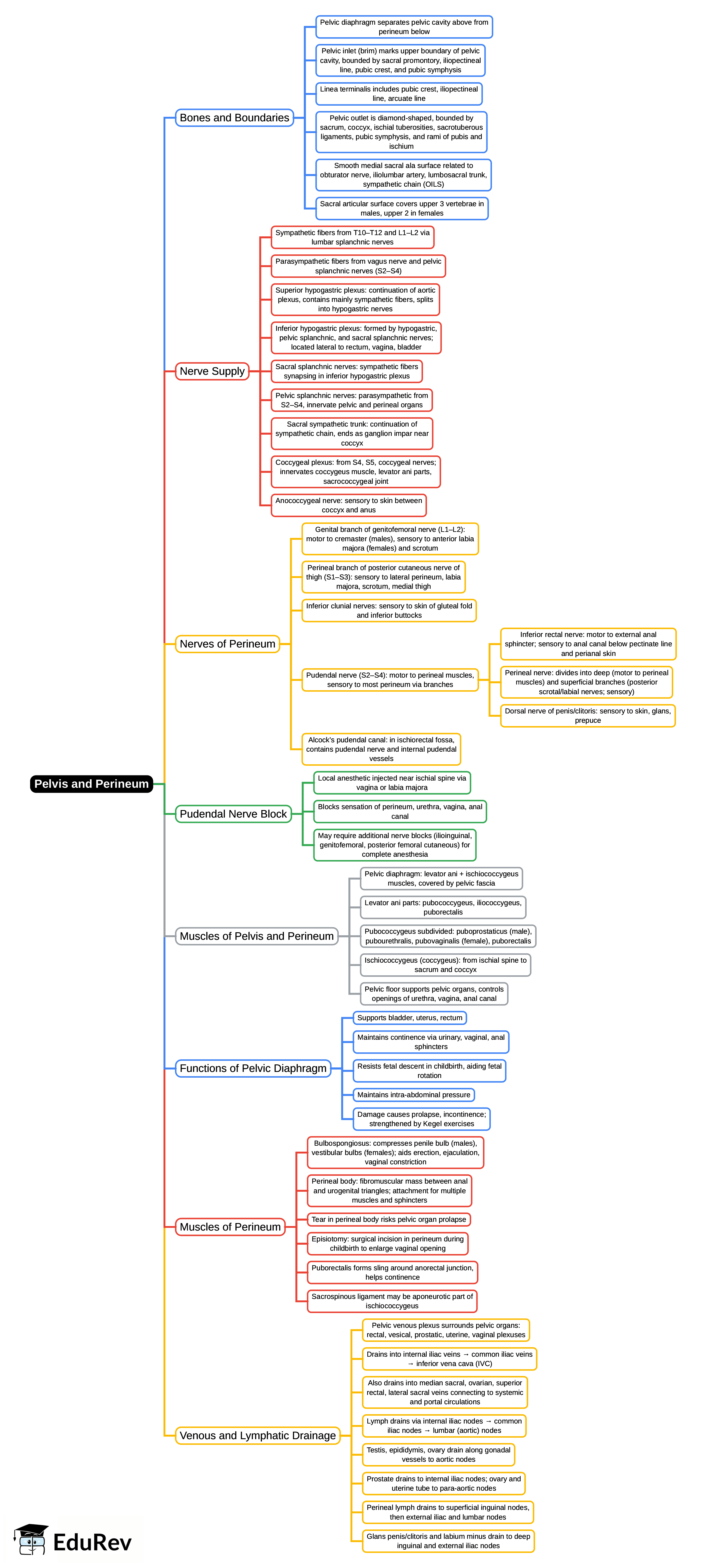 Mind Map: Pelvis and Perineum - Anatomy - NEET PG PDF Download