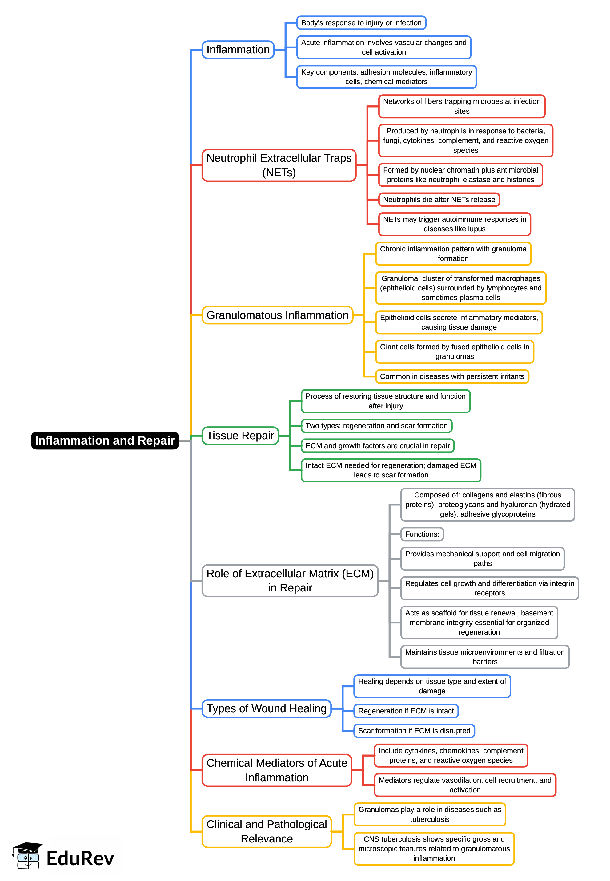 Mind Map: Inflammation and Repair - UPSC PDF Download