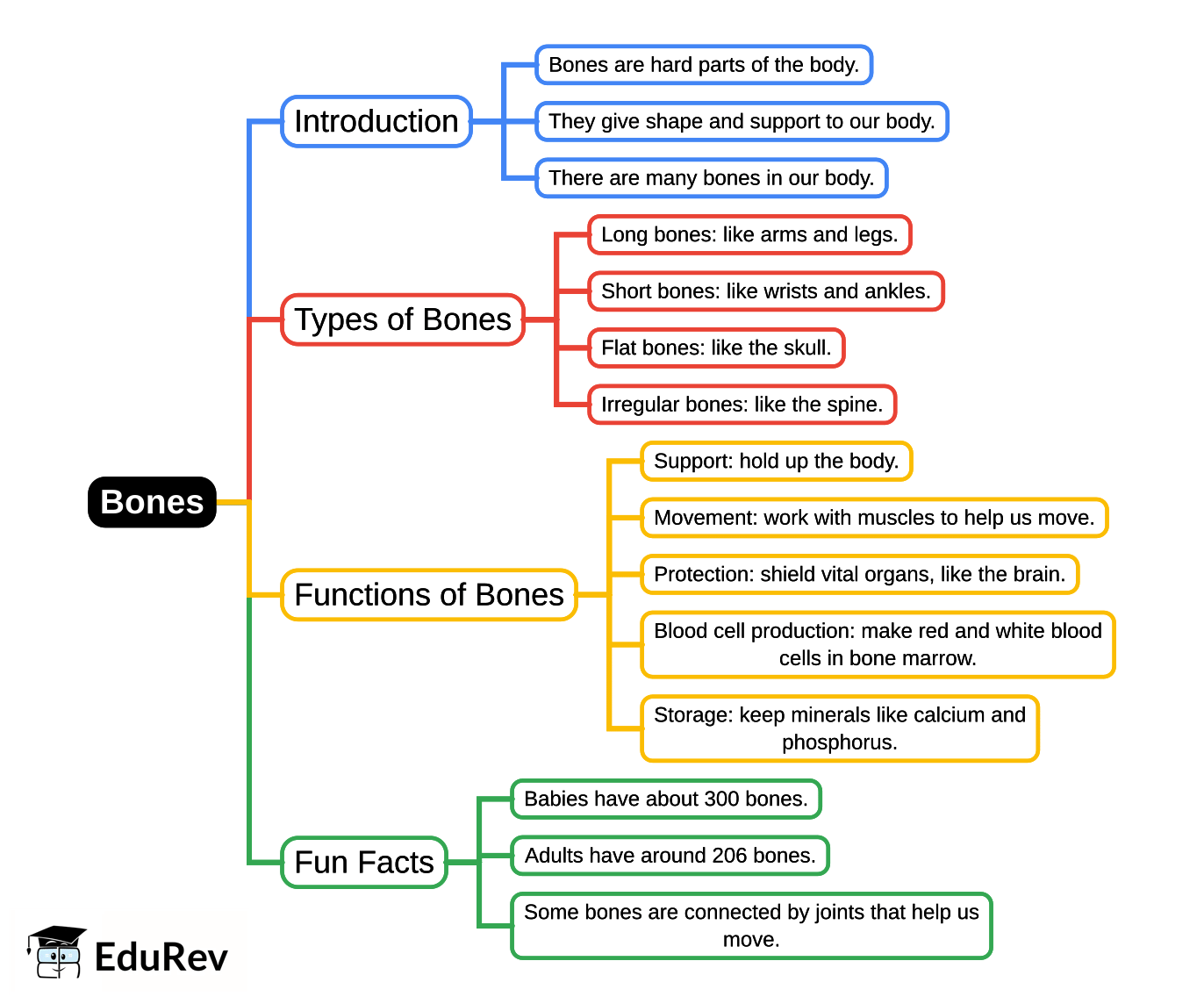 Mind Map: Bones - General Knowledge for Young Learners - Class 1 PDF ...