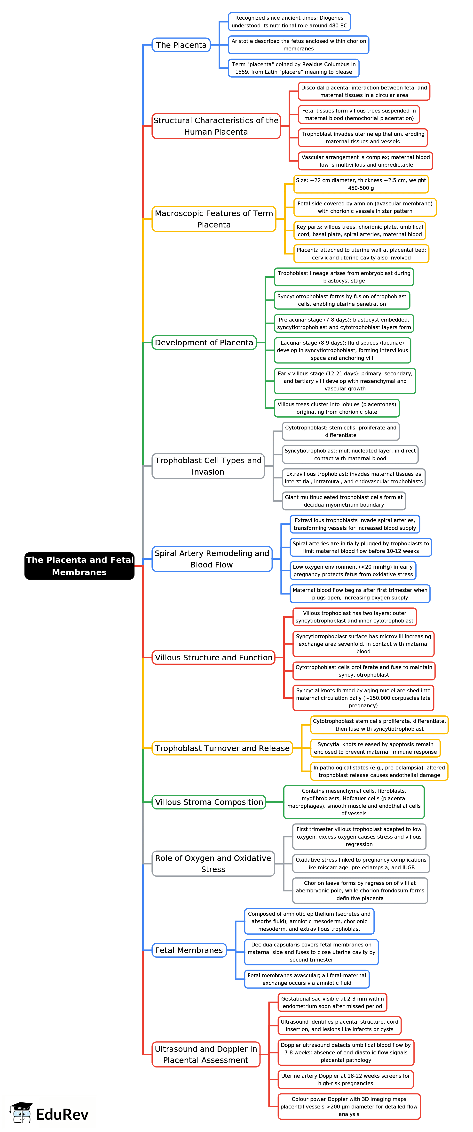 Mind Map: The placenta and fetal membranes - Gynaecology and Obstetrics - NEET PG PDF Download