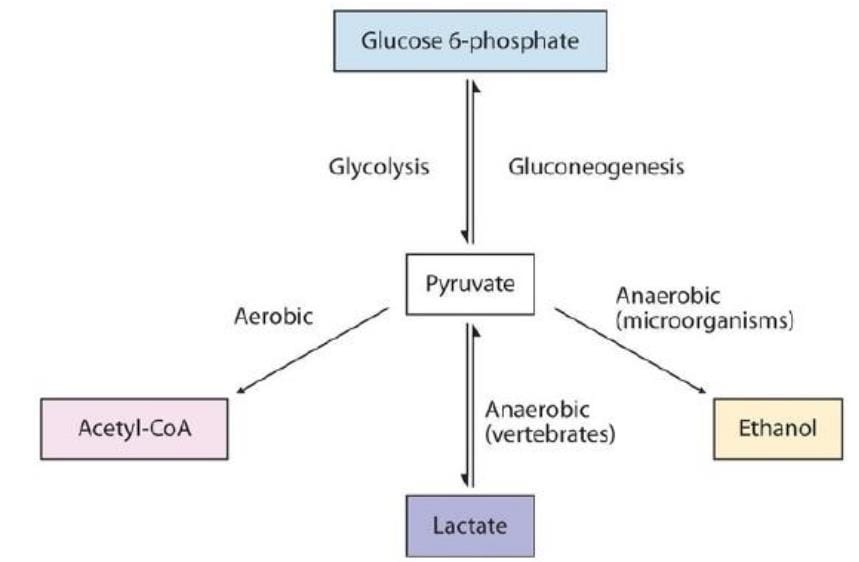 Metabolism of Carbohydrates - 1 Chapter Notes - Biochemistry - NEET PG ...
