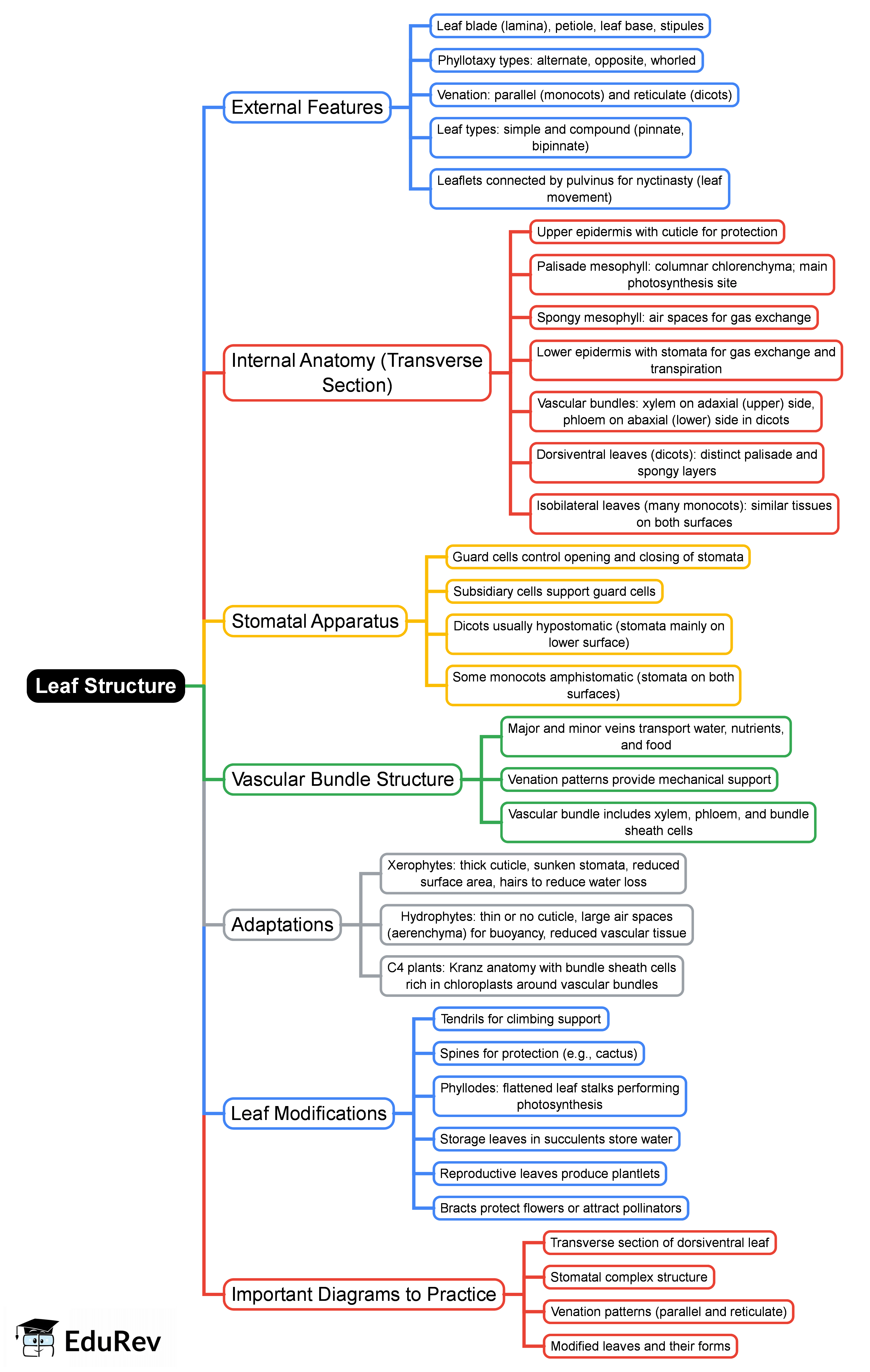 Leaf Structure Mind Map - Year 10 PDF Download