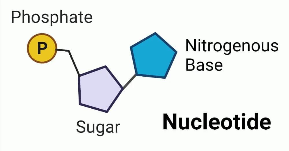 Chemistry and Metabolism of Nucleotides Chapter Notes - Biochemistry ...