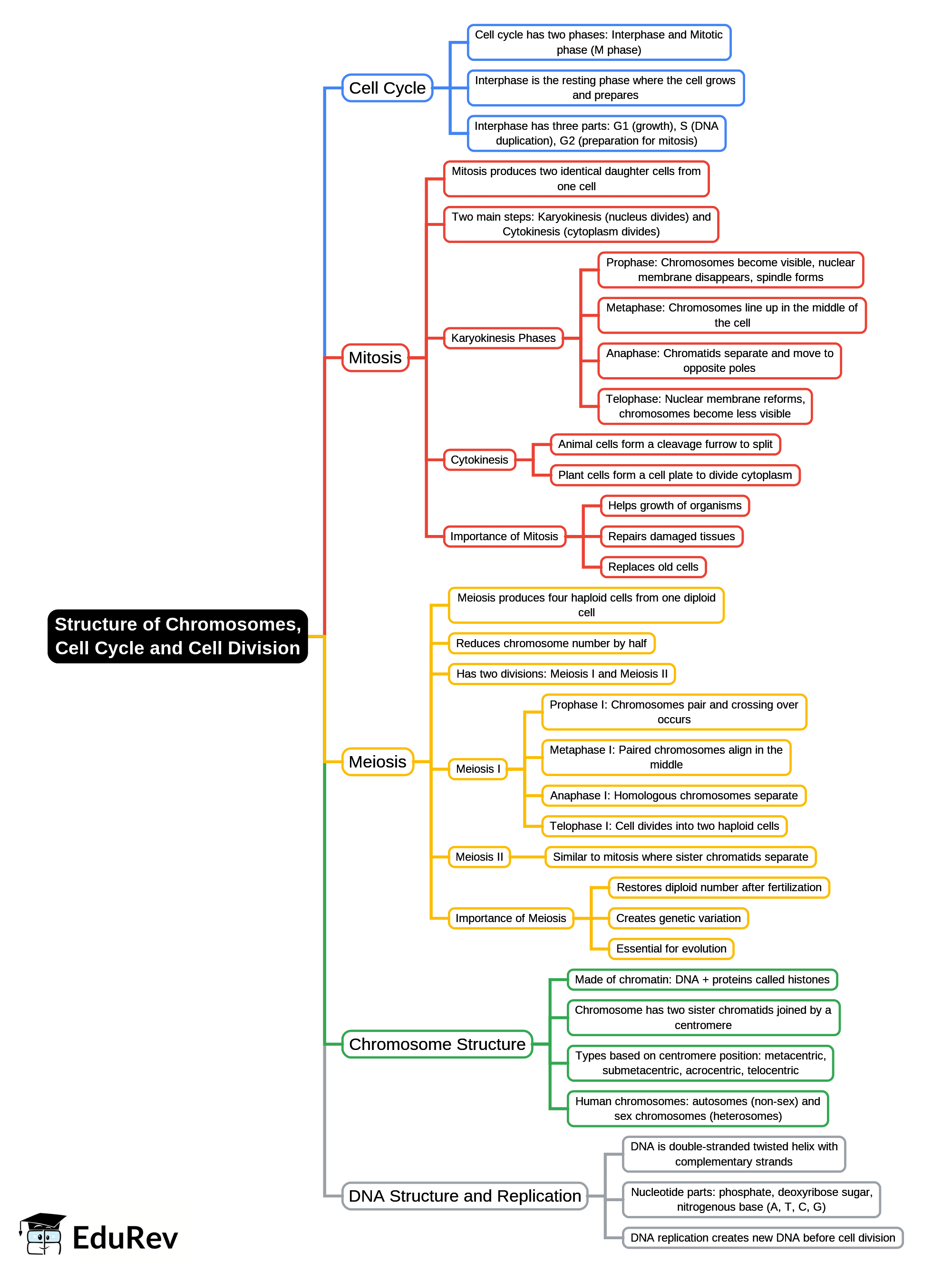 Mind Map: Structure of Chromosomes, Cell Cycle and Cell Division - Class 10 PDF Download