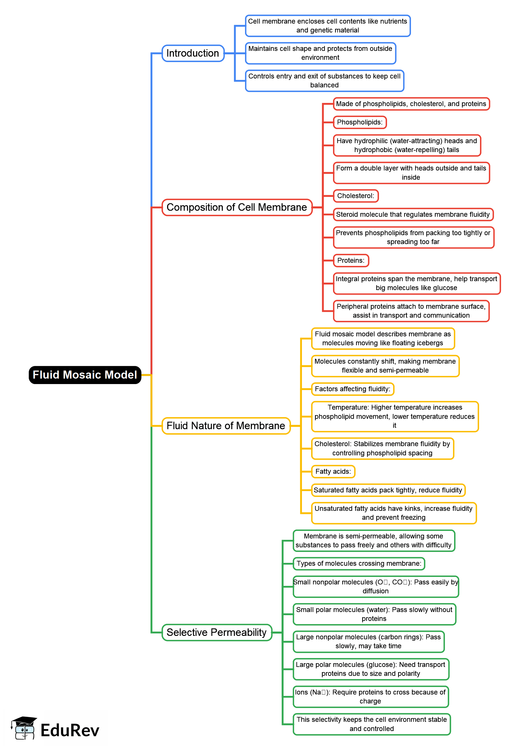Mind Map: Fluid Mosaic Model - Biology A-Level - A Level PDF Download