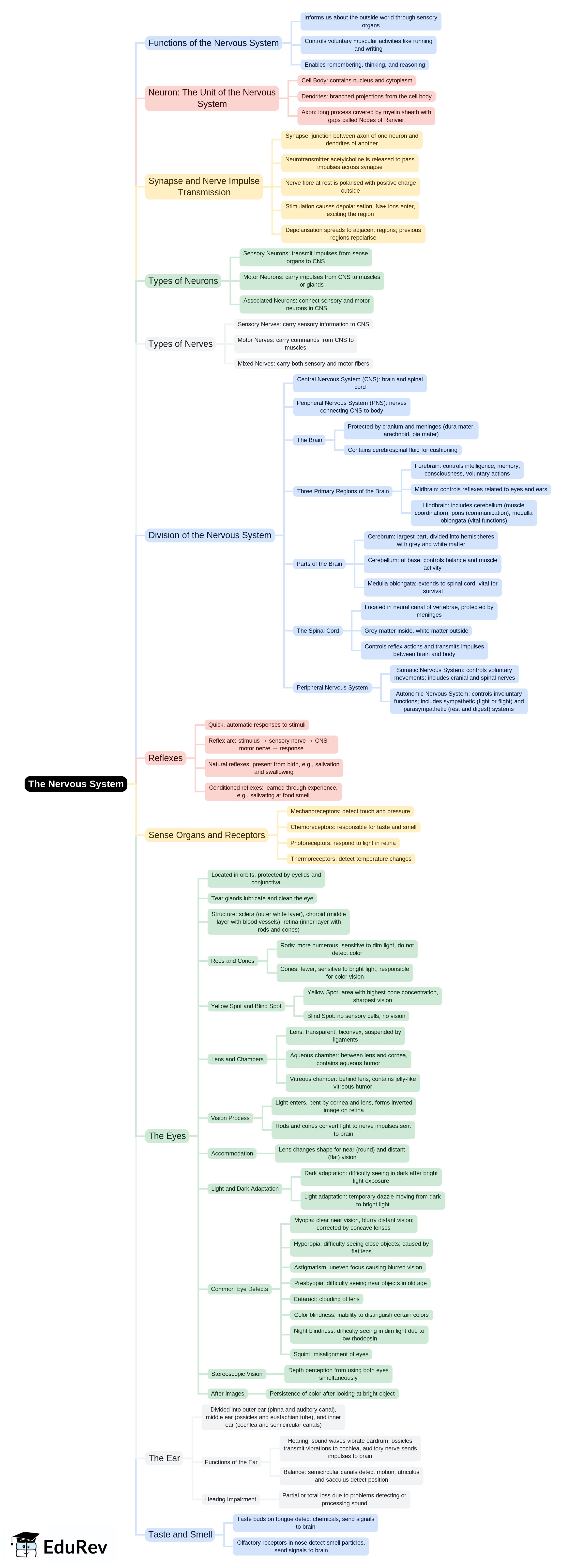 Mind Map: The Nervous System PDF Download