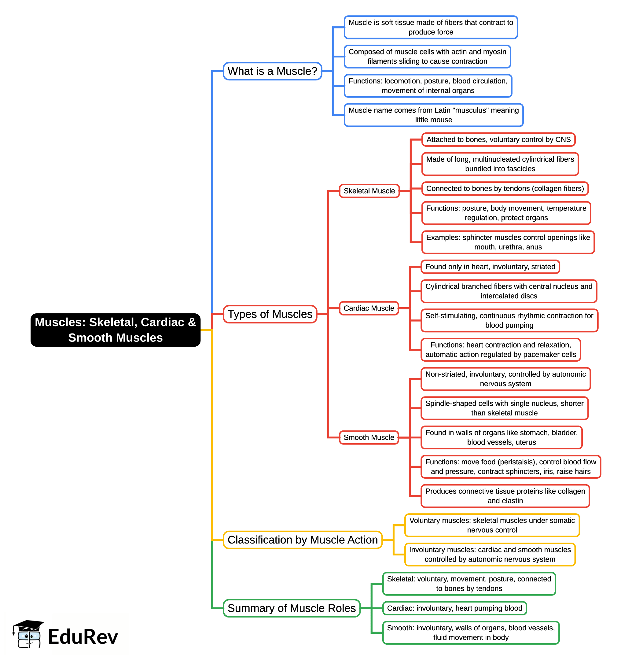 Skeletal, Cardiac and Smooth Muscles Mind Map - Grade 9 Biology PDF ...