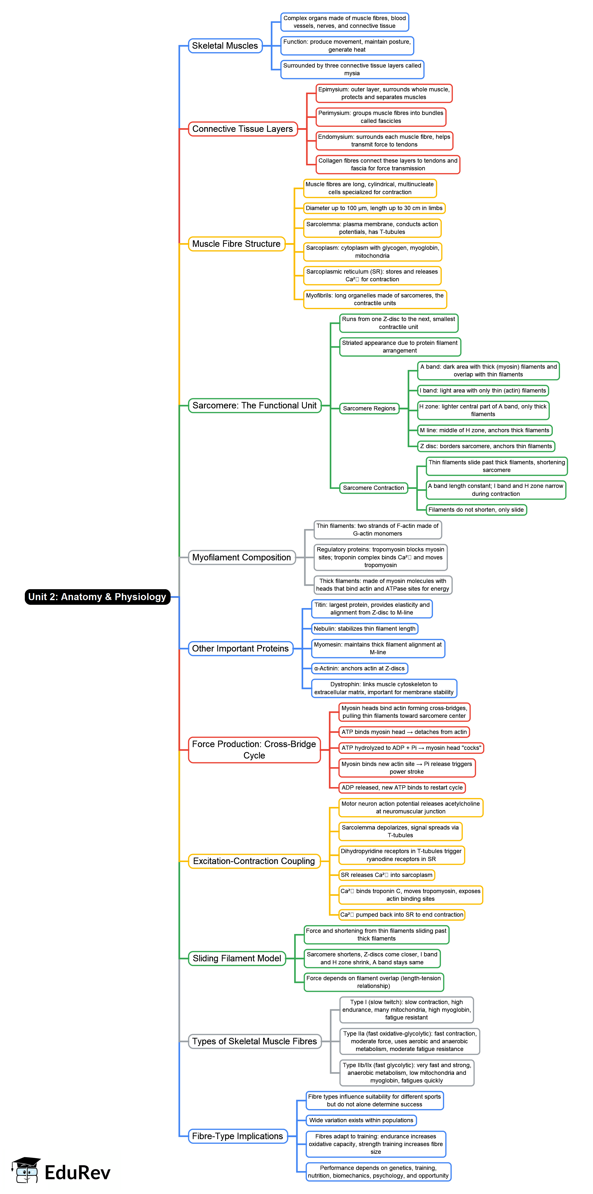 Mind Map: Microscopic Structure of muscle fibre - Physical Education ...