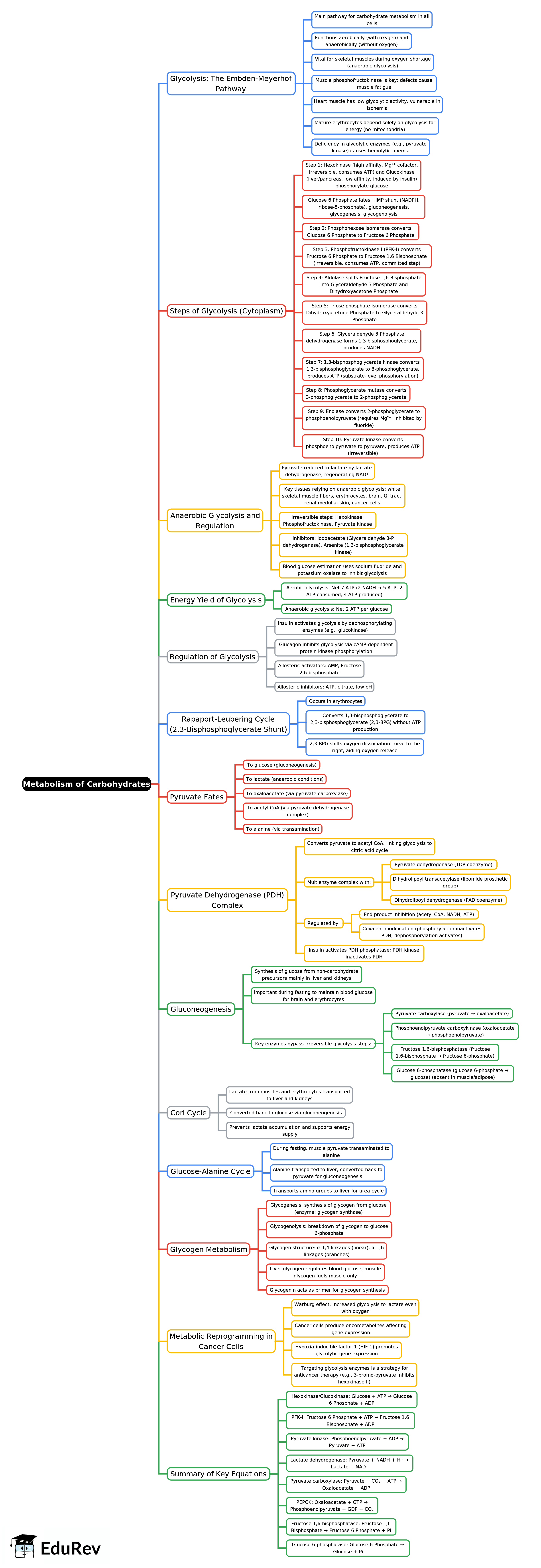 Metabolism of Carbohydrates -1 Mind Map - NEET PG Biochemistry PDF Download
