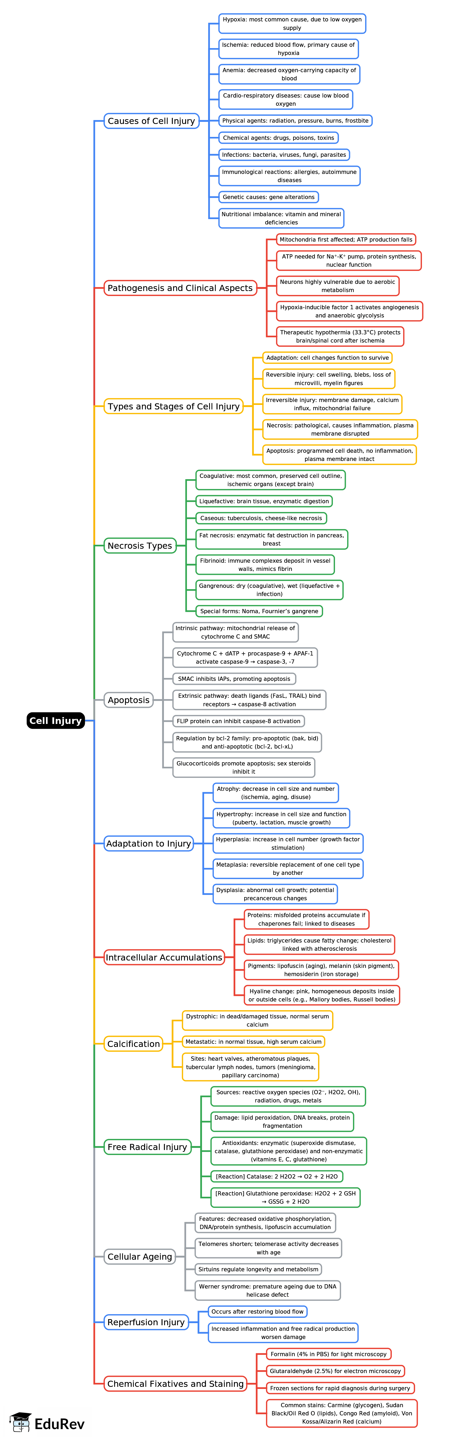 Cell Injury Mind Map - NEET PG Pathology PDF Download