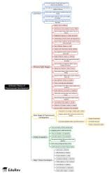 Mind Map: Erikson's Theory of Psychosocial Development - CTET and State ...
