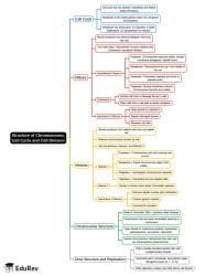 Mind Map: Structure of Chromosomes, Cell Cycle and Cell Division ...