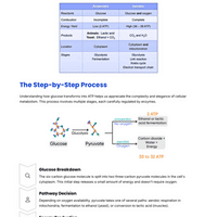 Infographics: Cellular Respiration - Class 10 PDF Download