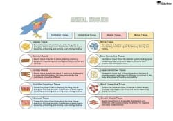 Infographics: Animal Tissues Basic - NEET PDF Download