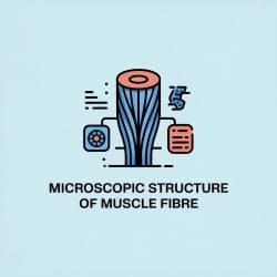 Microscopic Structure of Muscle Fibre - Physical Education for UGC NET