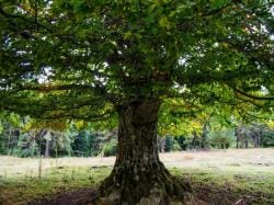 The Trees Summary Class 10 English First Flight Chapter 7