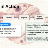 PPT Tissues in Action - Science Class 9 New NCERT 2026-27 (New Syllabus)