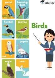 Printable Poster: Birds - Class 1 PDF Download