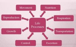 Life Processes Class 10 Notes Science Chapter 5 Free PDF