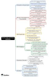 Nucleic Acids and Protein Synthesis Mind Map - A Level PDF Download