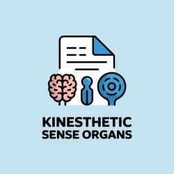 Kinesthetic Sense organs - Physical Education for UGC NET PDF Download