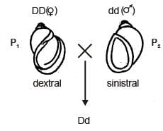 Cytoplasmic Inheritance - Principles of Inheritance and Evolution ...