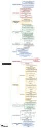 Mind Map: Violent Asphyxial Death - Forensic Medicine and Toxicology ...