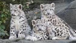 Project Snow Leopard - HPPSC HPAS Preparation - HPPSC HPAS (Himachal ...