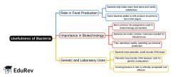 Mind Map: Usefulness of Bacteria - Class 10 PDF Download