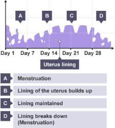 Changes that occur during the Menstrual Cycle - Year 7 PDF Download